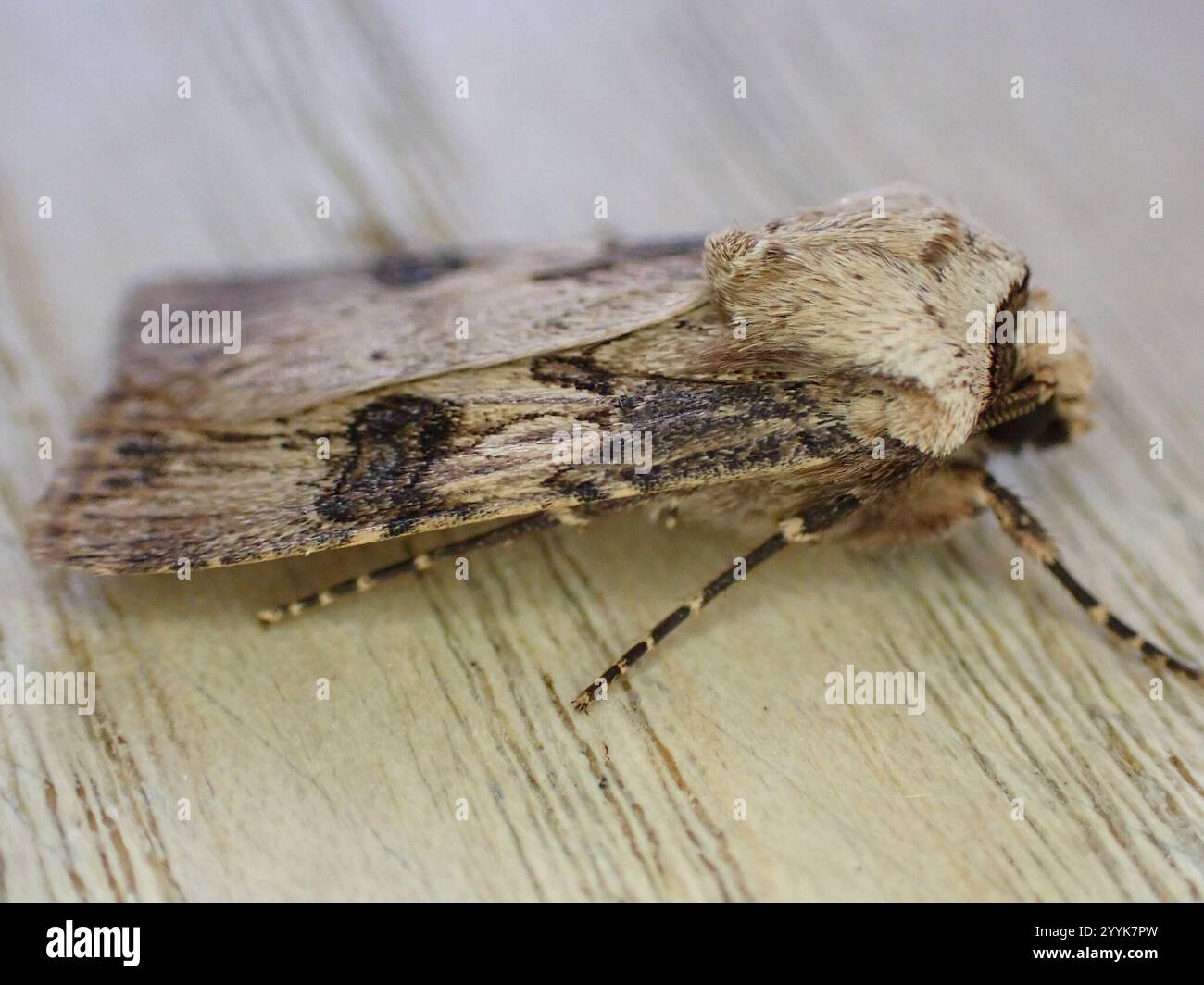 Shuttle-shaped Dart (Agrotis puta Stock Photo - Alamy