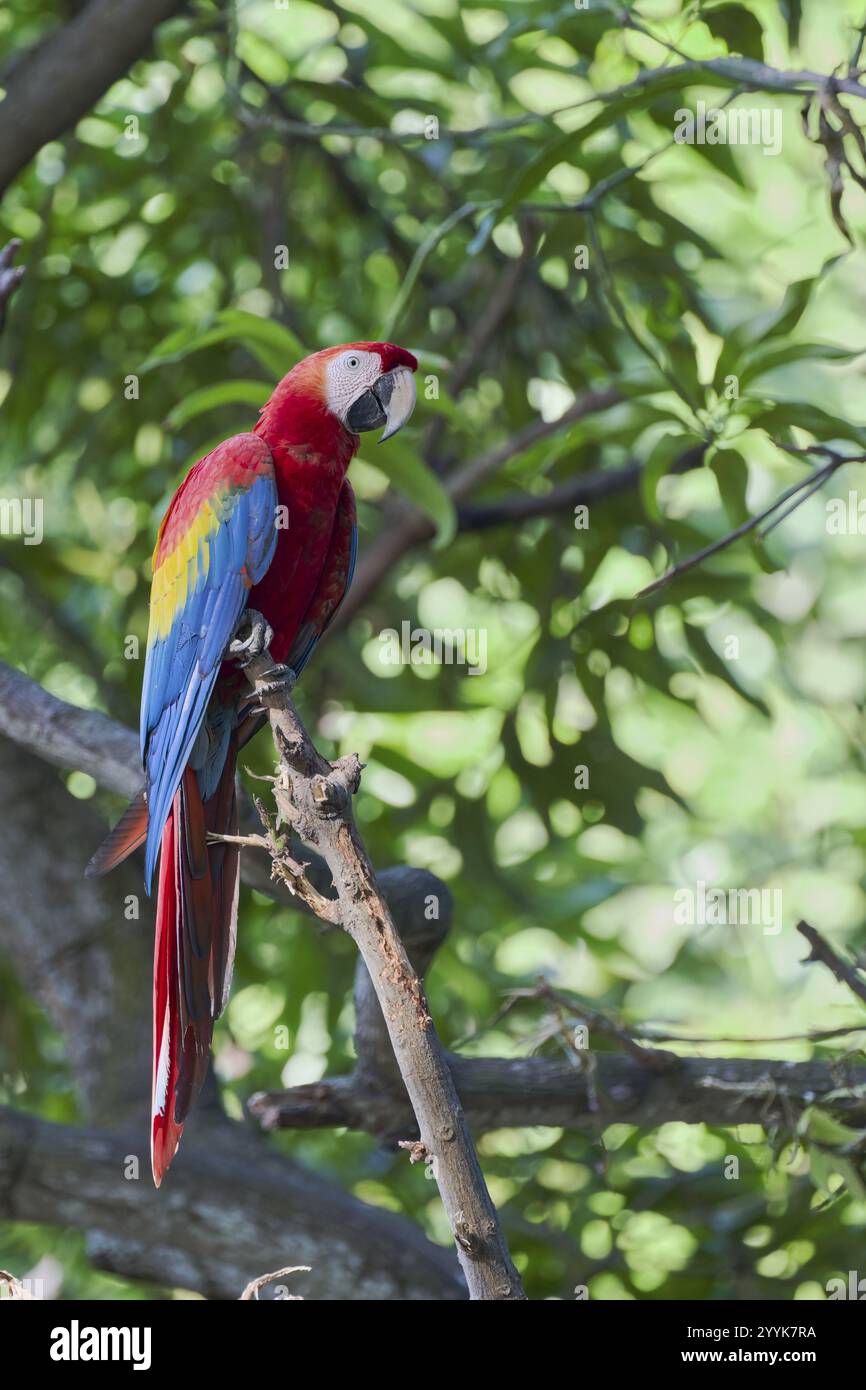 Scarlet Macaw (Ara macao) Colombia Stock Photo - Alamy