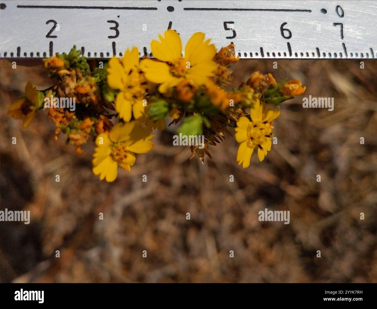 Clustered Tarweed (Deinandra fasciculata Stock Photo - Alamy