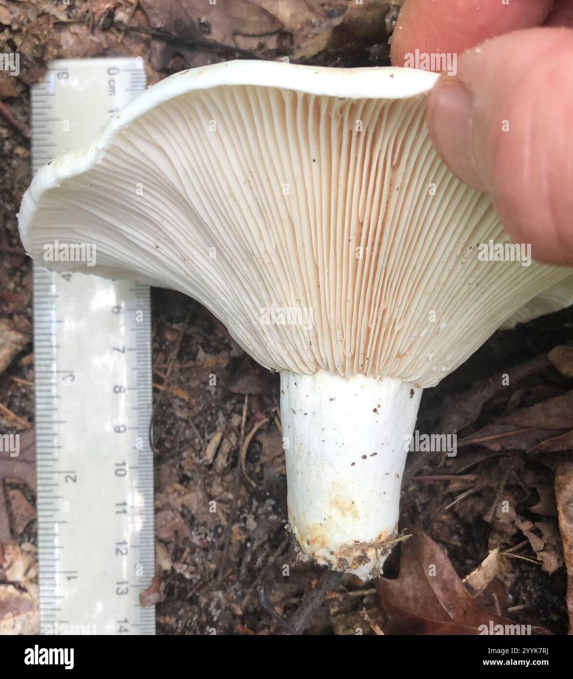 Peppery Milkcap (Lactifluus piperatus Stock Photo - Alamy