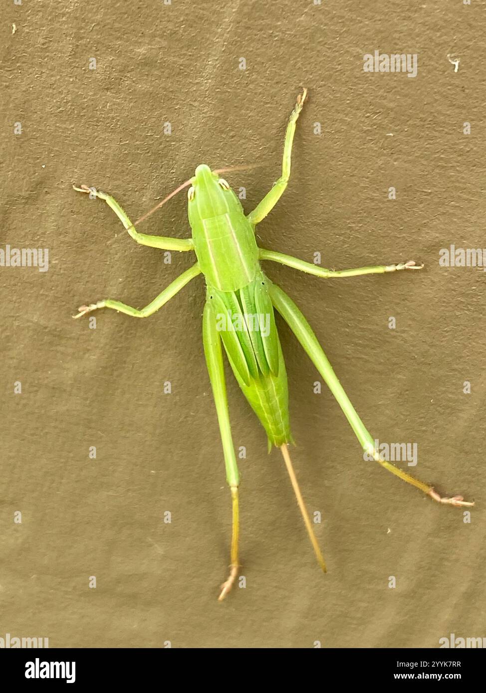 Common Coneheads (Neoconocephalus Stock Photo - Alamy