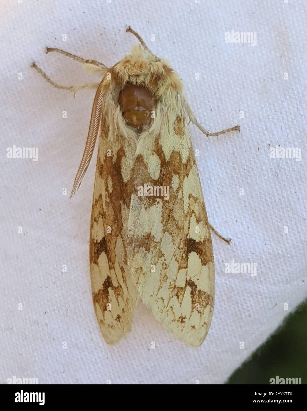 Spotted Tussock Moth (Lophocampa maculata Stock Photo - Alamy