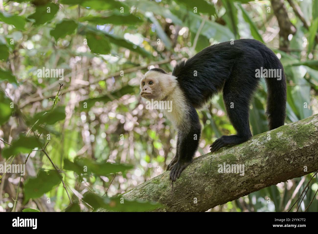 White-shouldered capuchin monkey (Cebus capucinus) Costa Rica Stock ...