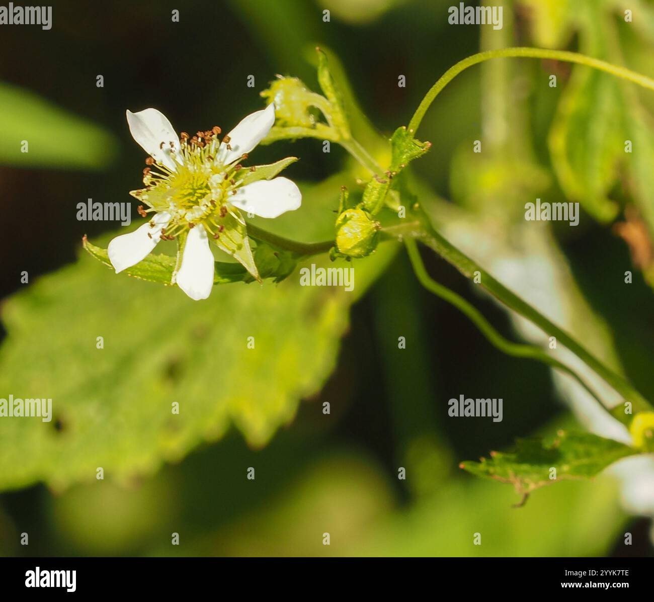 white avens (Geum canadense Stock Photo - Alamy