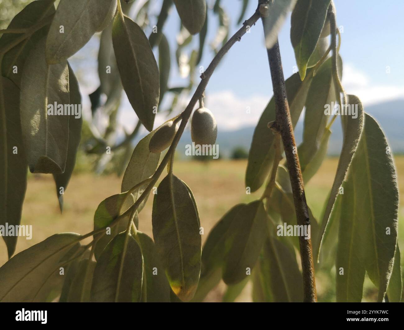 Russian olive (Elaeagnus angustifolia Stock Photo - Alamy