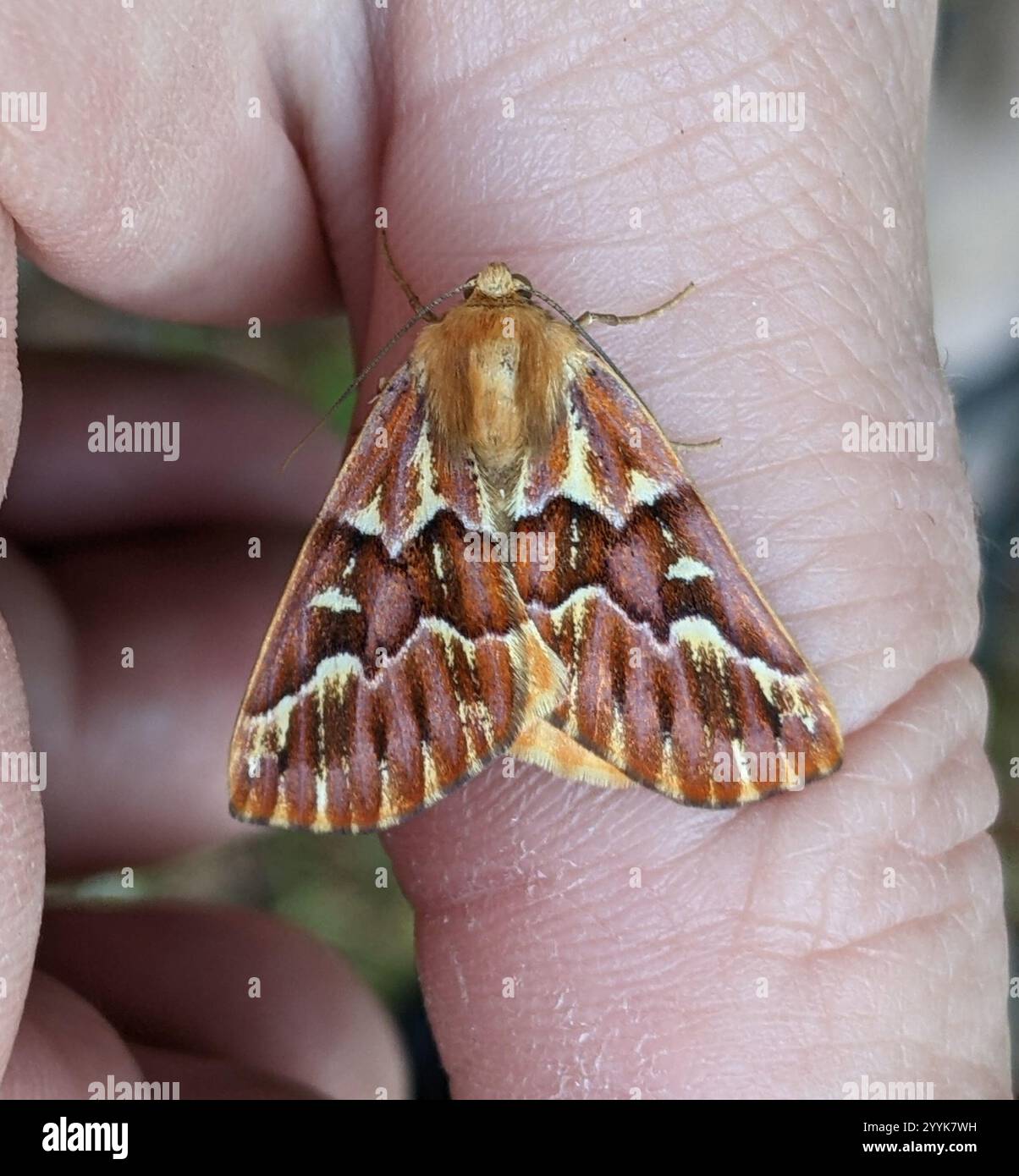 Western Conifer Looper (Caripeta aequaliaria Stock Photo - Alamy