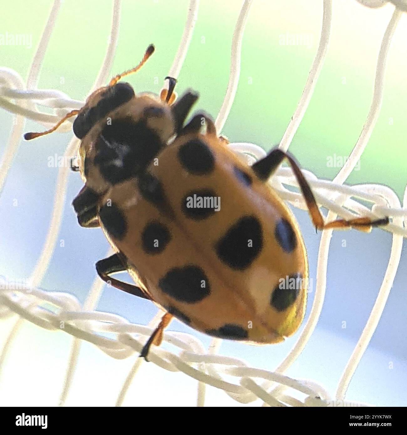 Thirteen-spotted Lady Beetle (Hippodamia tredecimpunctata Stock Photo ...
