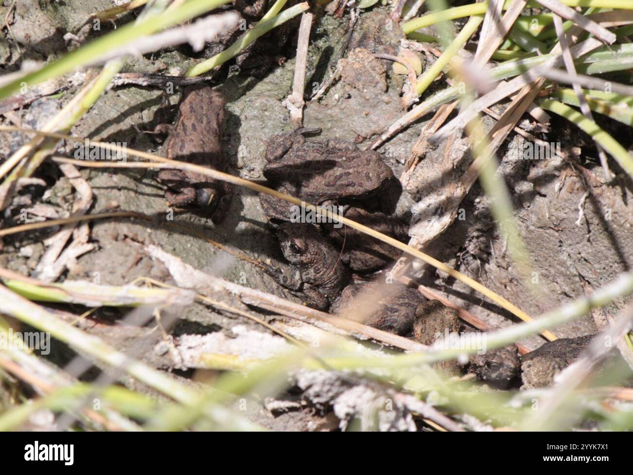 Western Toad (Anaxyrus boreas Stock Photo - Alamy