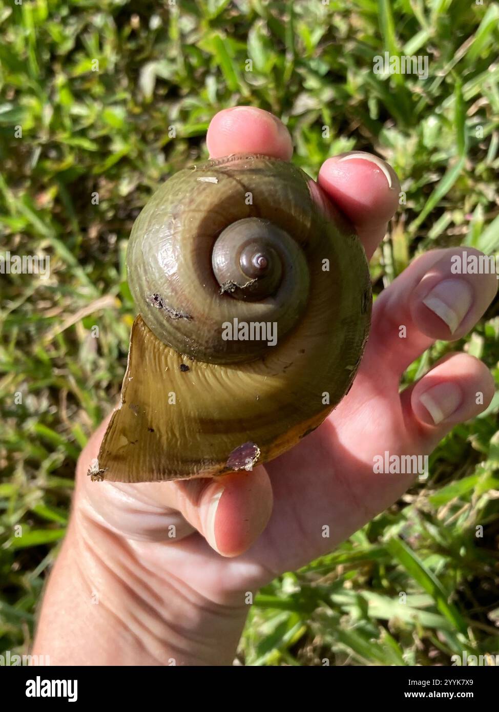 Common Apple Snails (Pomacea Stock Photo - Alamy