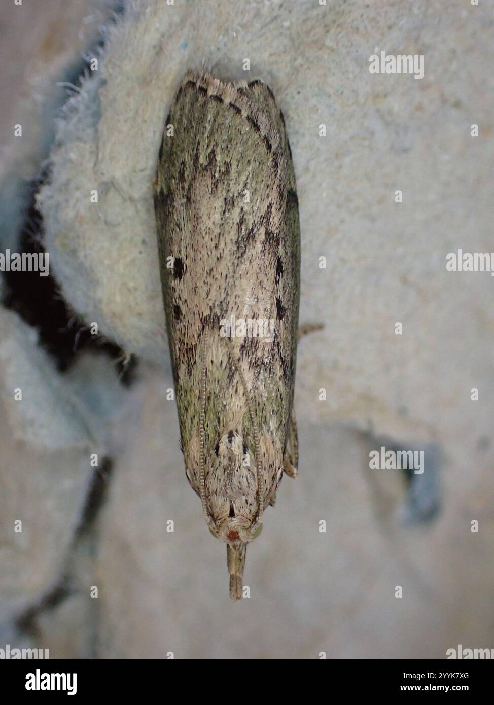 Bee Moth (Aphomia sociella Stock Photo - Alamy