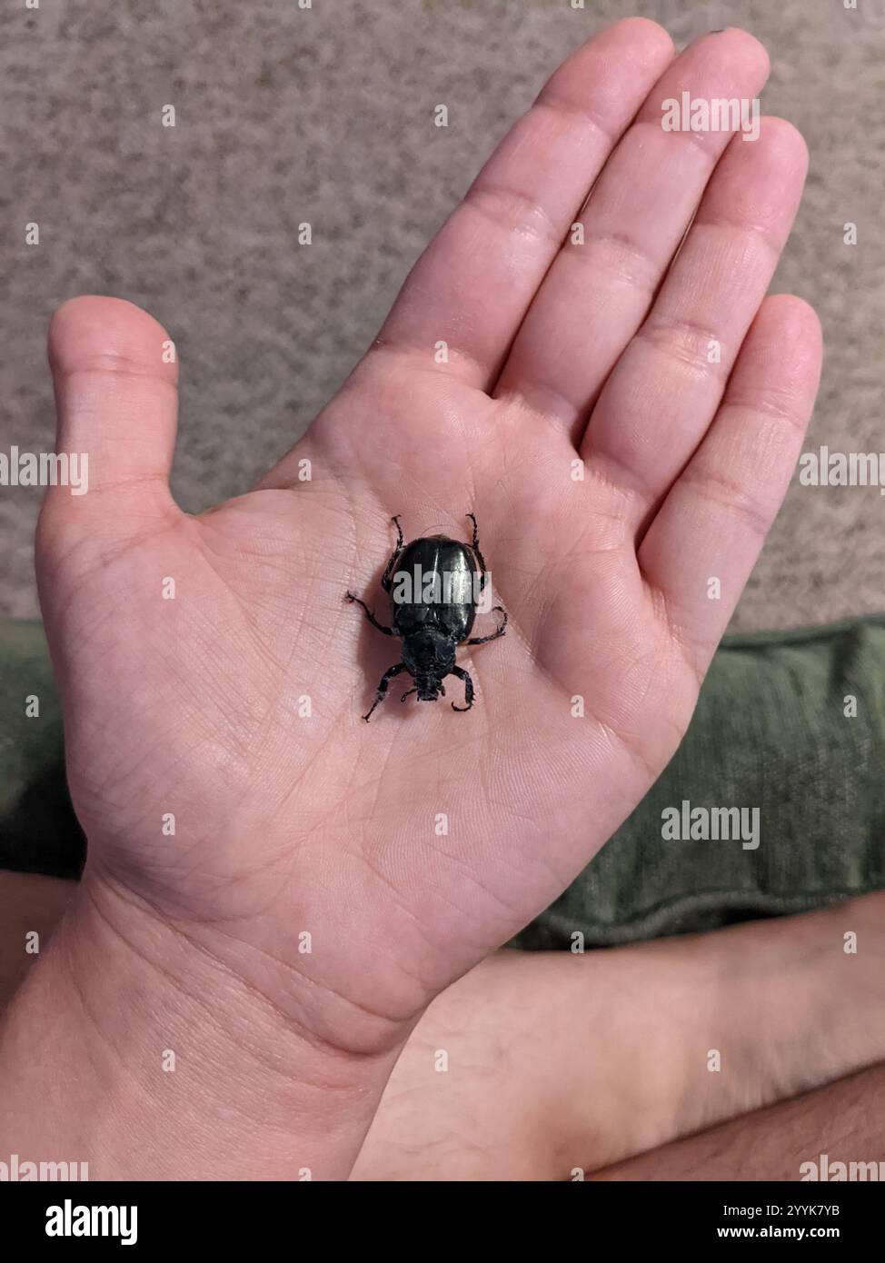 Hermit Flower Beetle (Osmoderma eremicola Stock Photo - Alamy