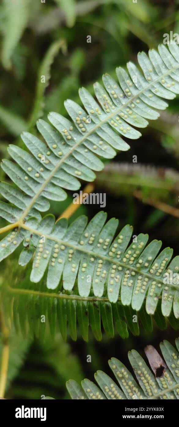 Gleichenella pectinata hi-res stock photography and images - Alamy