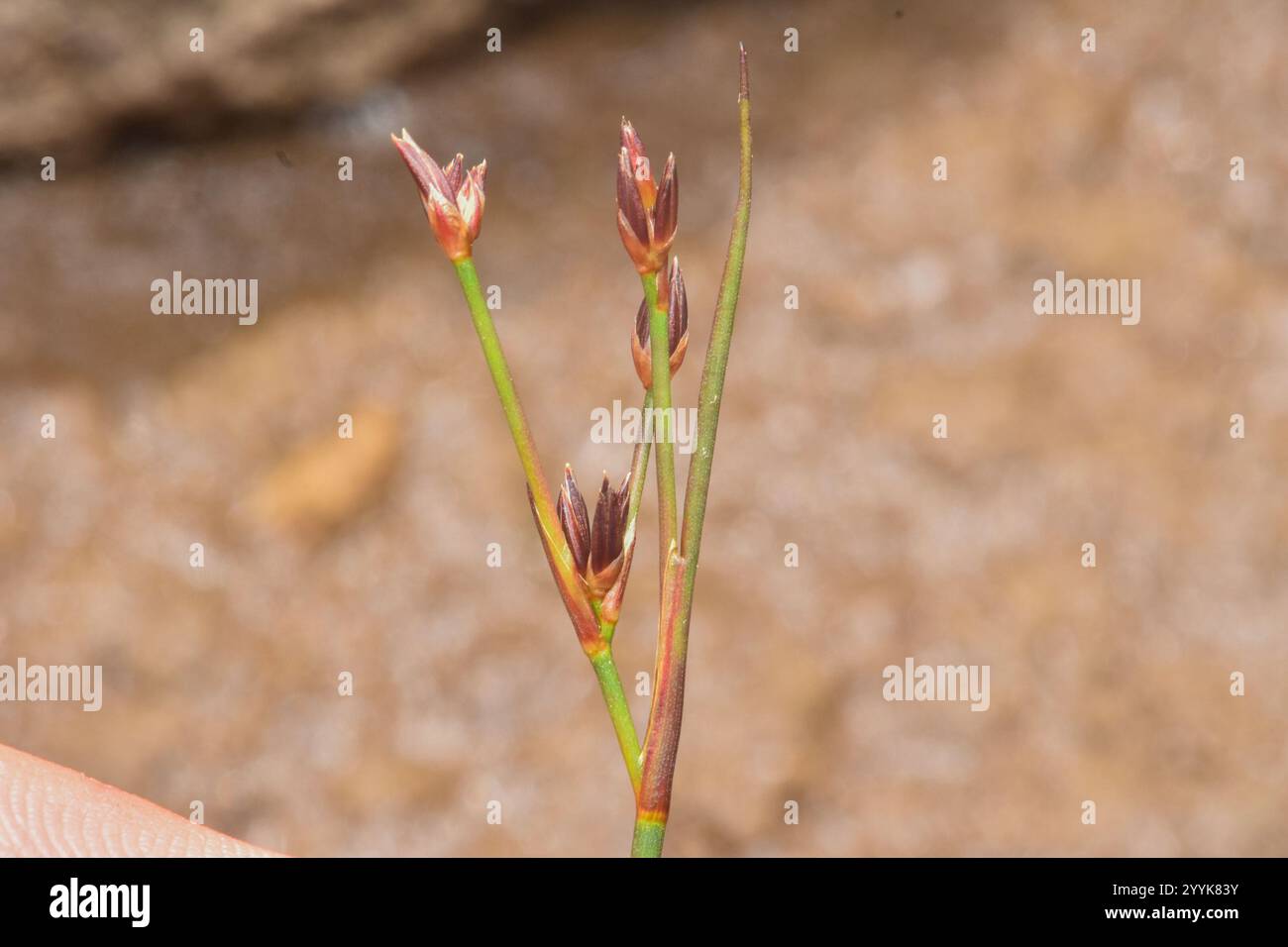 Jointed rush (Juncus articulatus Stock Photo - Alamy