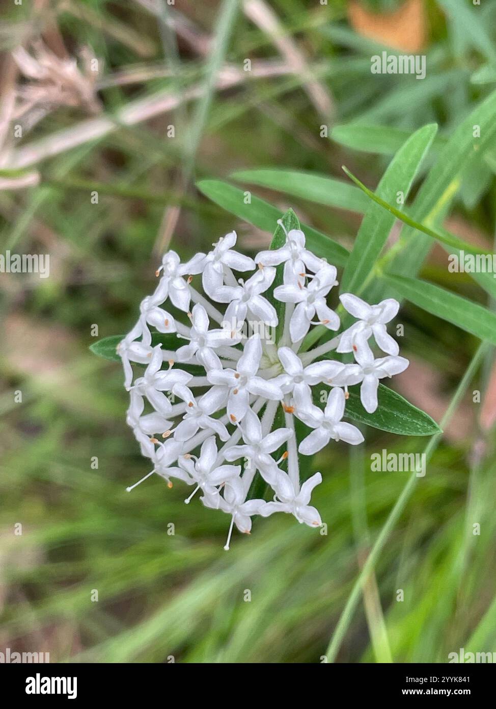 Queen of the Bush (Pimelea linifolia Stock Photo - Alamy