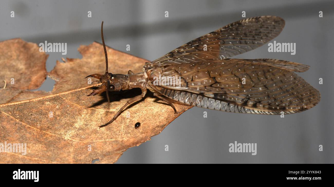 Eastern Dobsonfly (Corydalus cornutus Stock Photo - Alamy