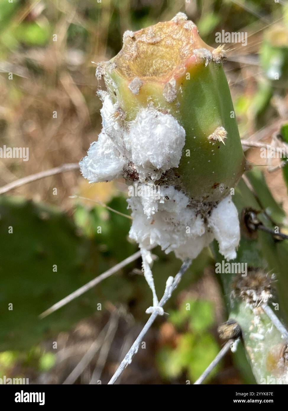 American cochineal bug (Dactylopius confusus Stock Photo - Alamy