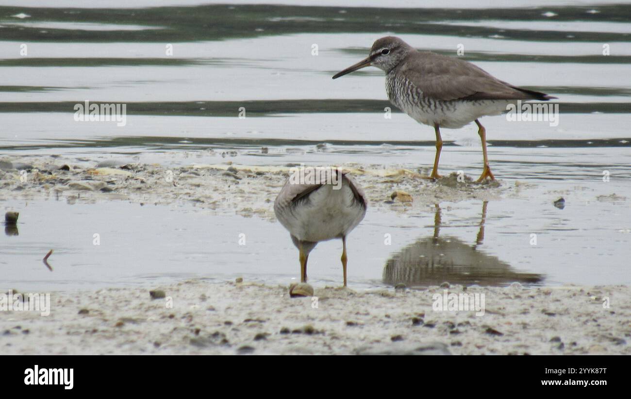 Grey-tailed Tattler (Tringa brevipes Stock Photo - Alamy
