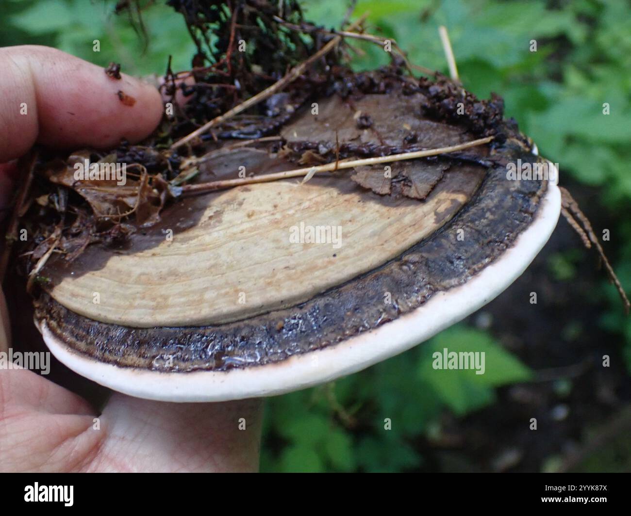 artist's bracket (Ganoderma applanatum Stock Photo - Alamy