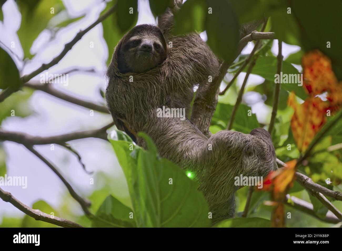 Three-fingered sloth male (Bradypus tridactylus) Costa Rica Stock Photo ...