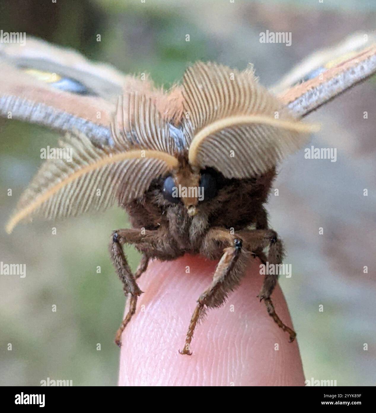 Polyphemus Moth (Antheraea polyphemus Stock Photo - Alamy
