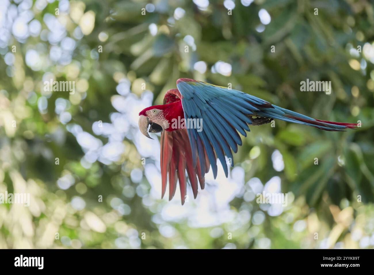 Scarlet Macaw in flight (Ara macao) Colombia Stock Photo - Alamy