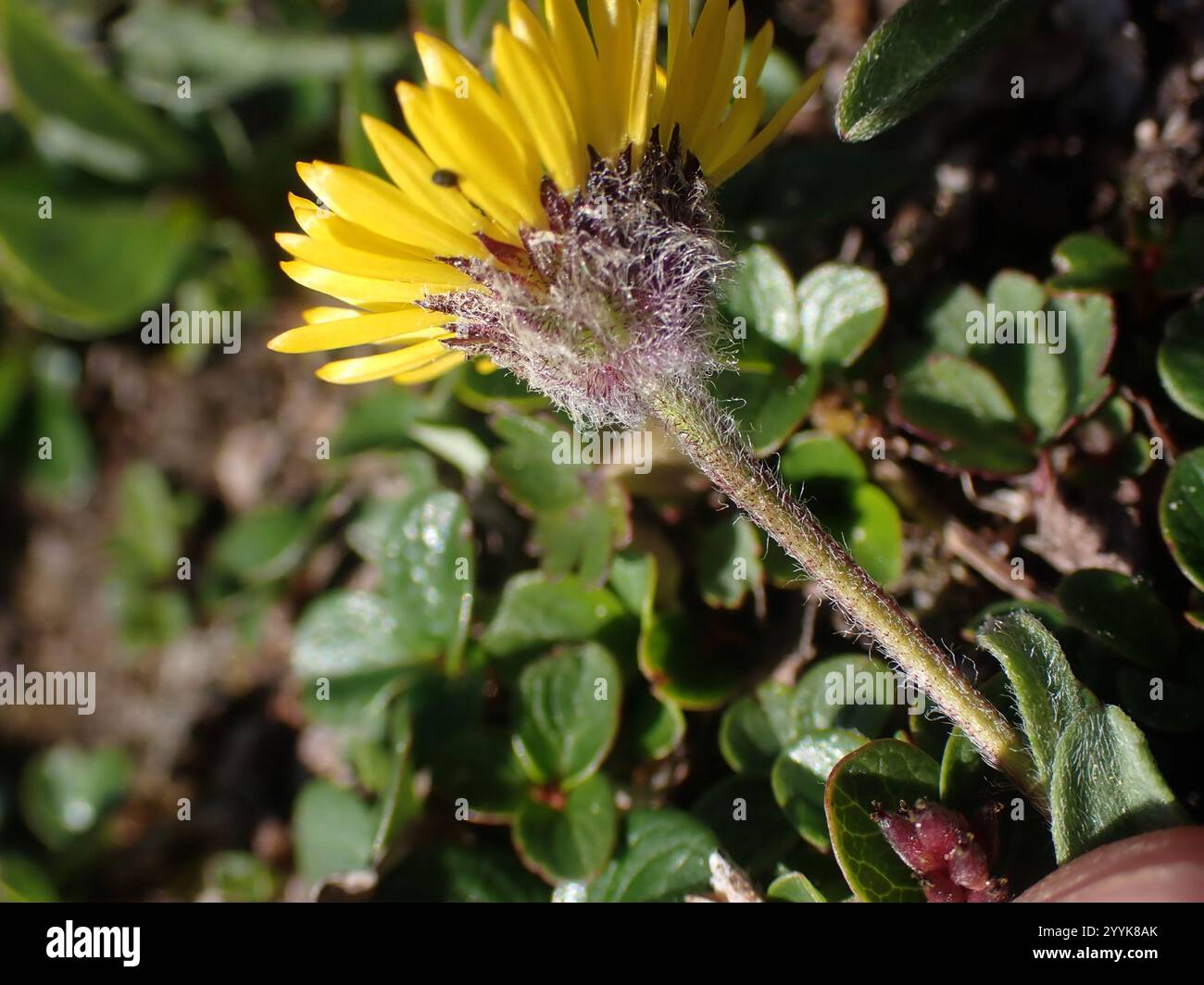 Alpine Yellow Fleabane (Erigeron aureus Stock Photo - Alamy