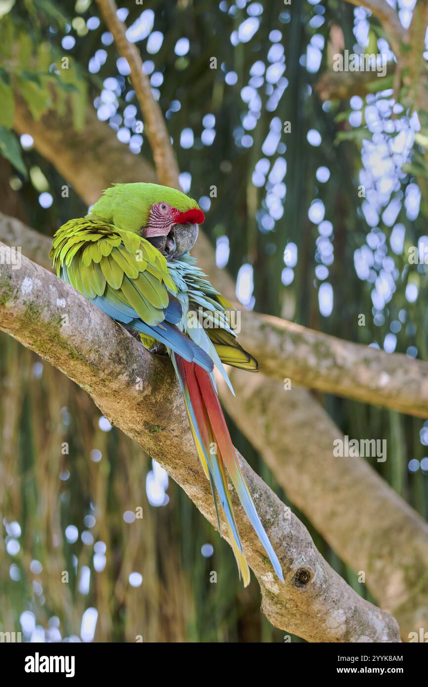 Great green macaw (Ara ambiguus) Costa Rica Stock Photo - Alamy