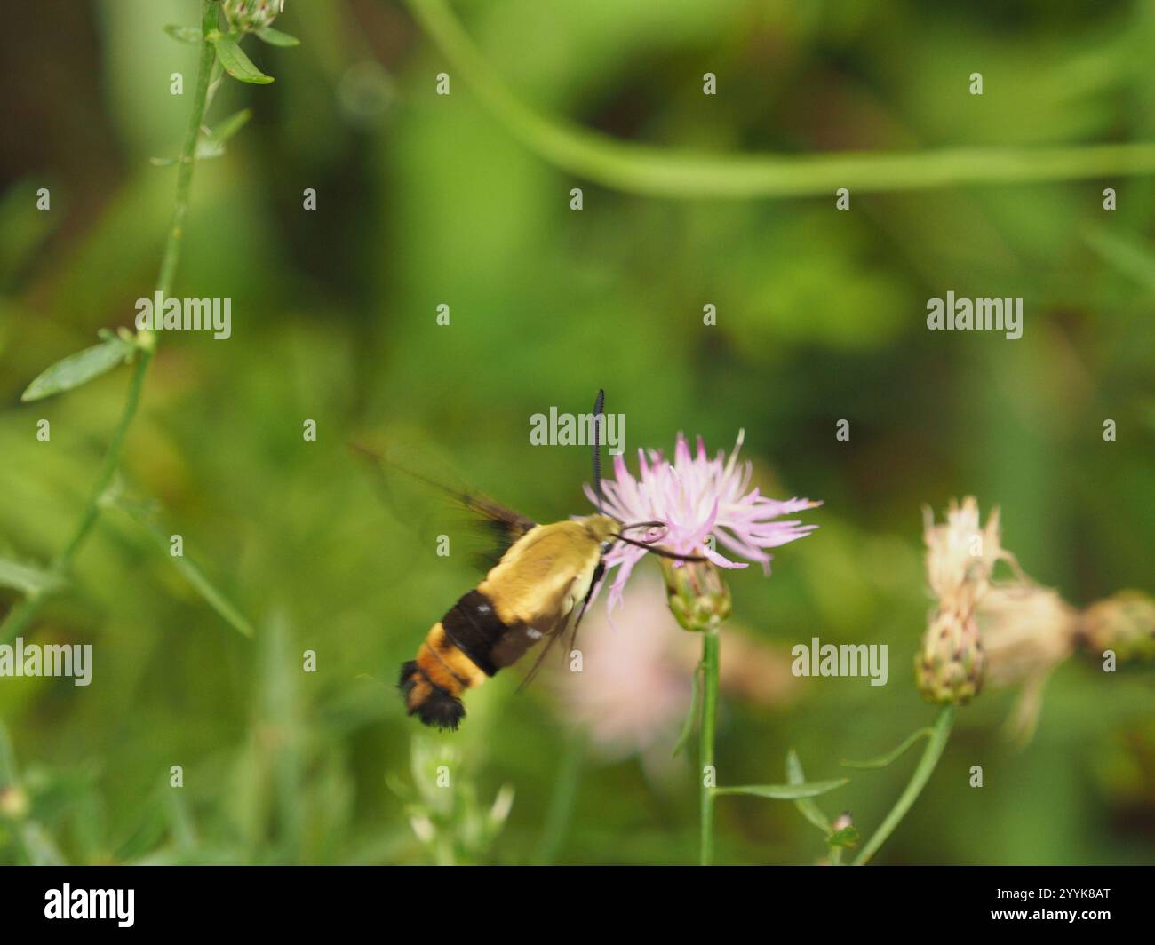 Snowberry Clearwing (Hemaris diffinis Stock Photo - Alamy