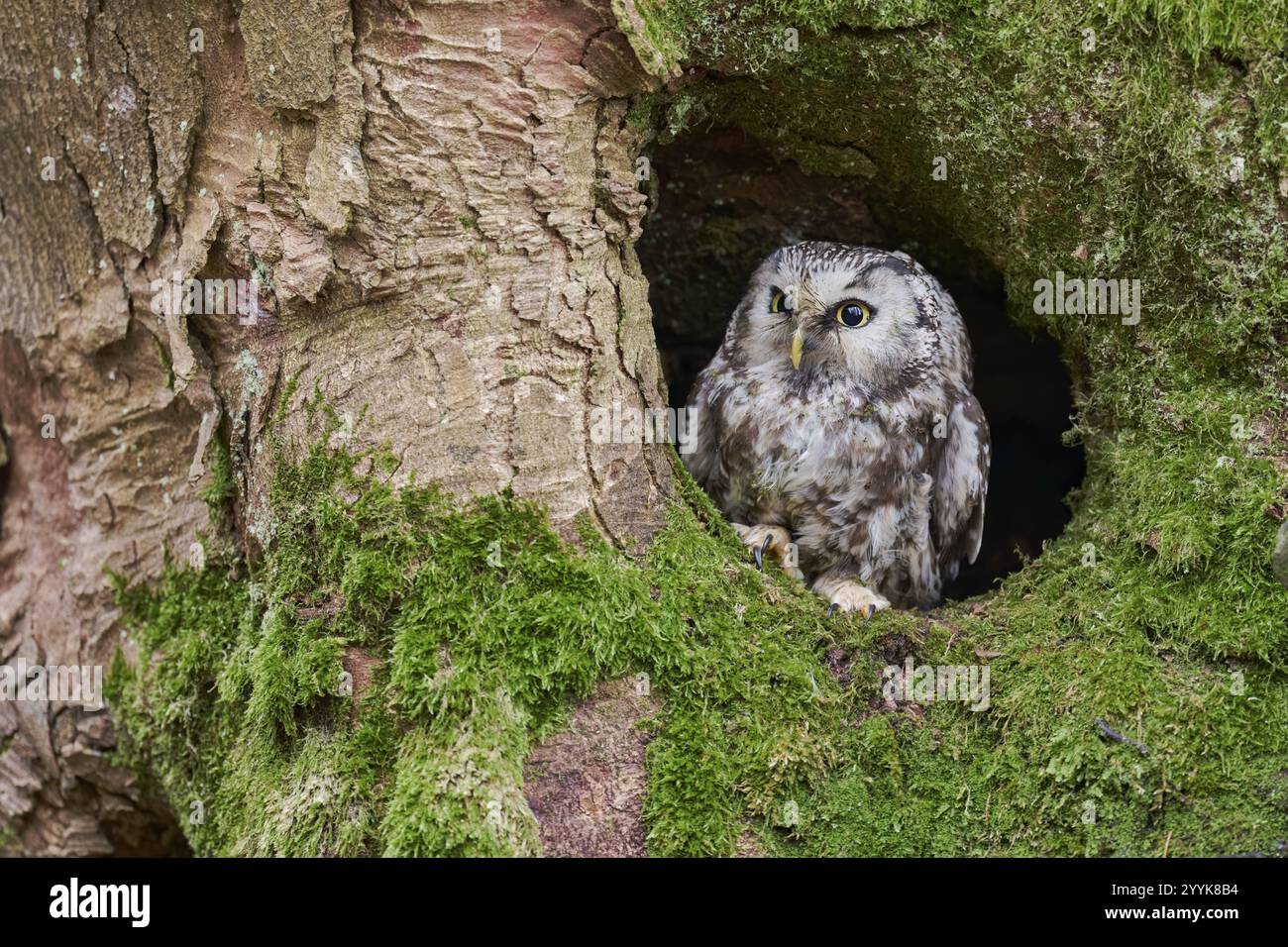 Photograph great horned owl hi-res stock photography and images - Alamy