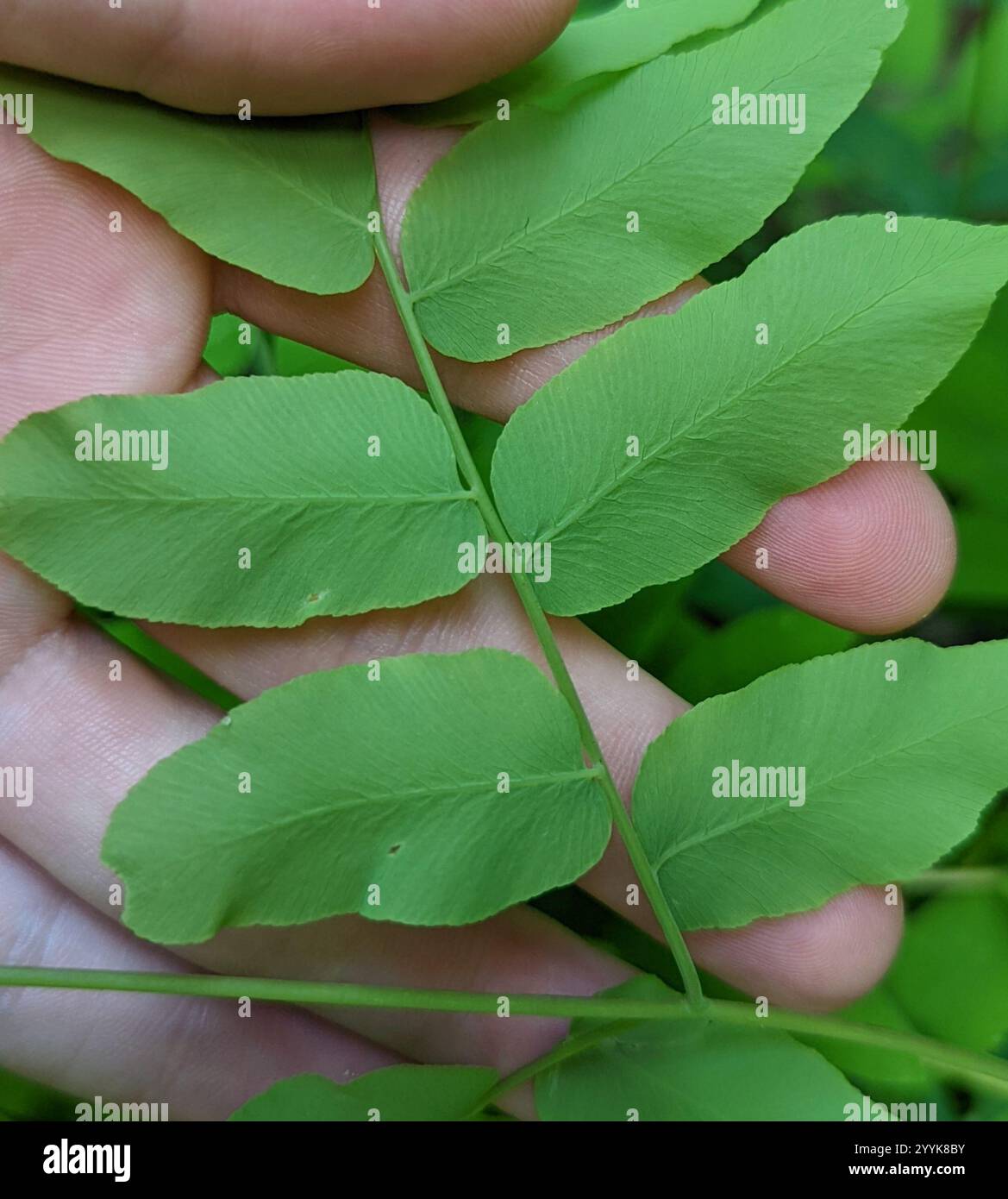 American royal fern hi-res stock photography and images - Alamy