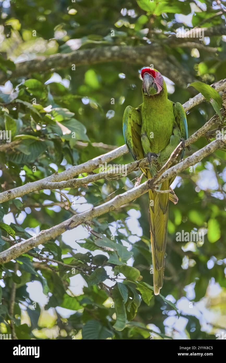Great green macaw (Ara ambiguus) Costa Rica Stock Photo - Alamy