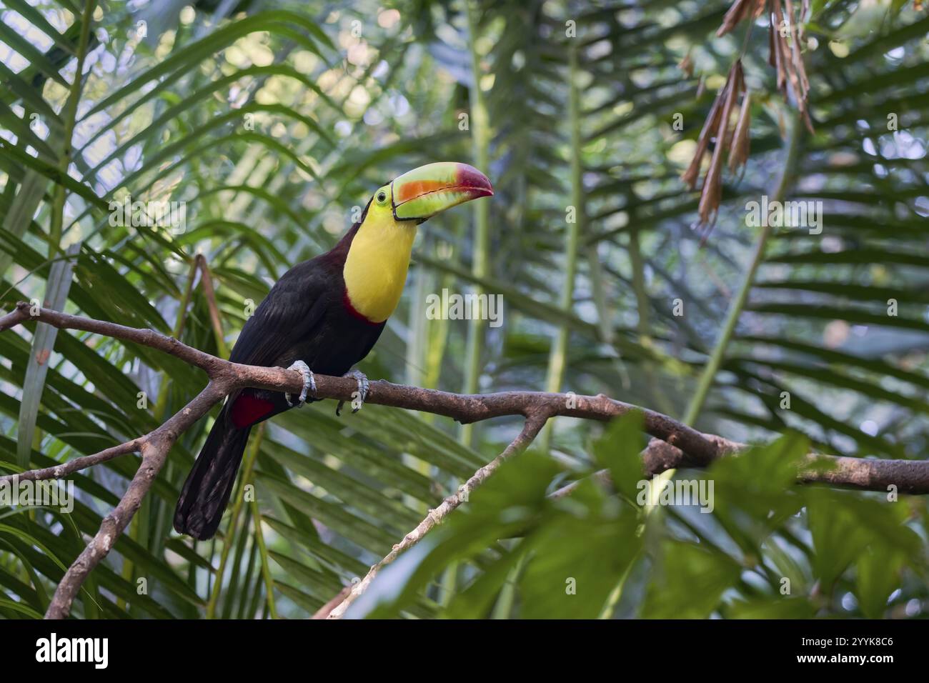 Prominent toucan stands hi-res stock photography and images - Alamy