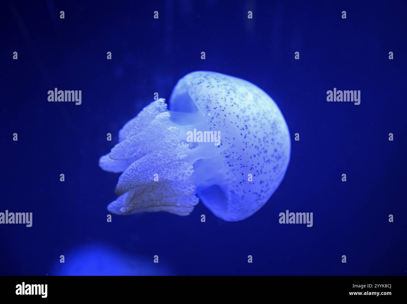 Root mouth jellyfish or blubber jellyfish (Catostylus townsendi) in a ...