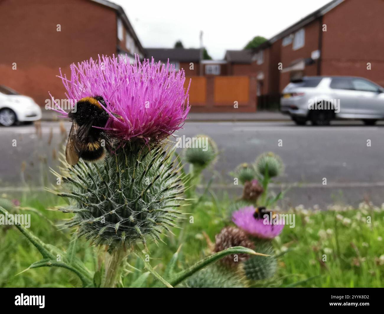 Buff-tailed Bumble Bee (Bombus terrestris Stock Photo - Alamy