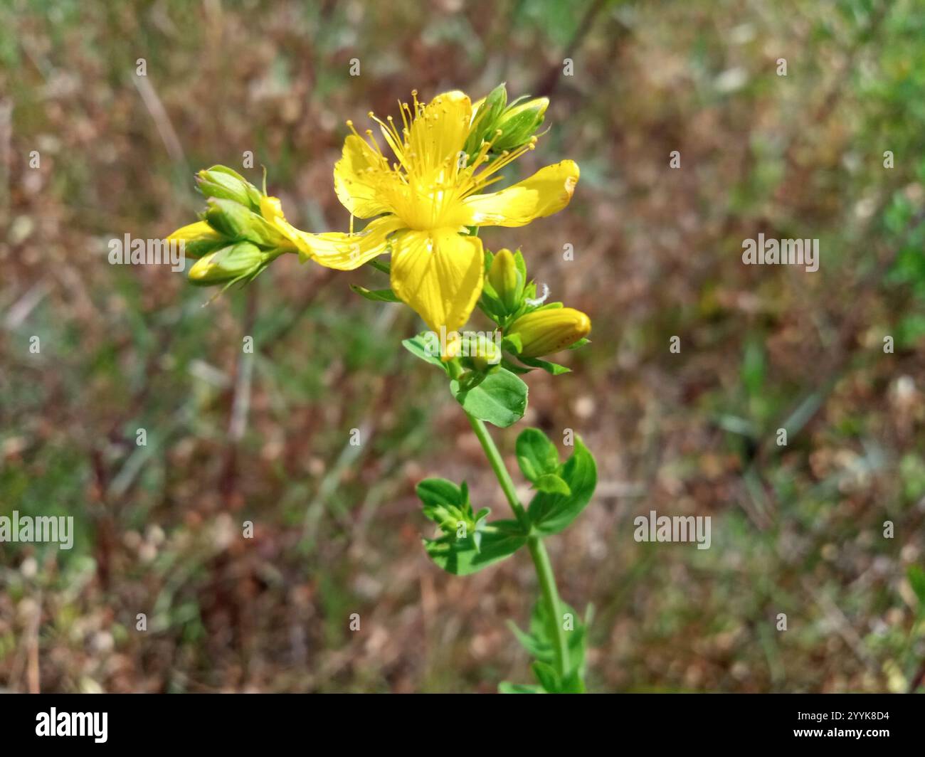 Common St. John's Wort (Hypericum perforatum Stock Photo - Alamy