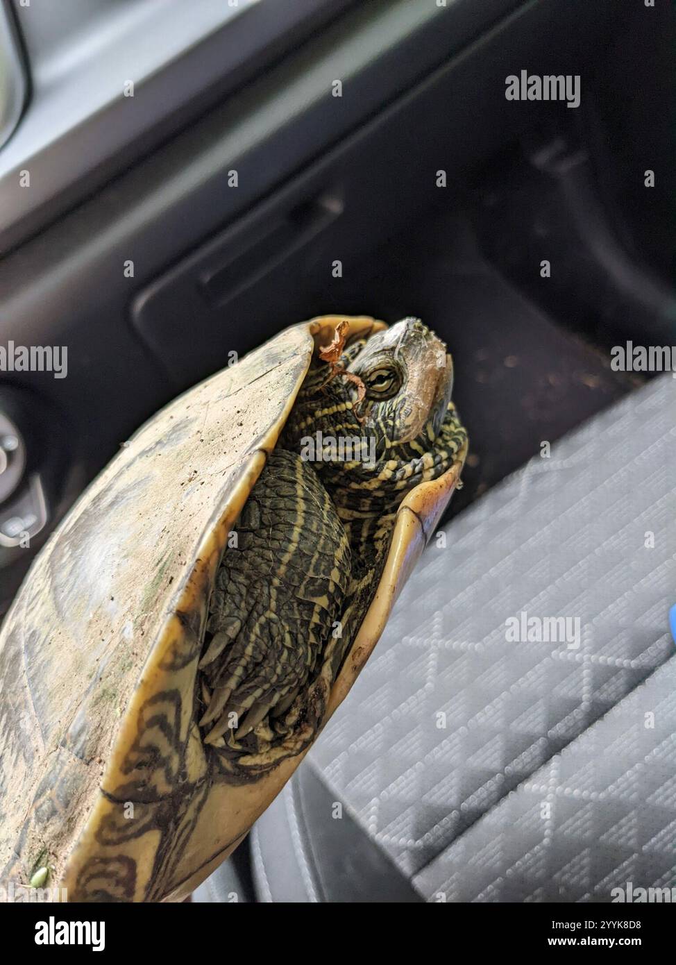 Northern Map Turtle (Graptemys geographica Stock Photo - Alamy