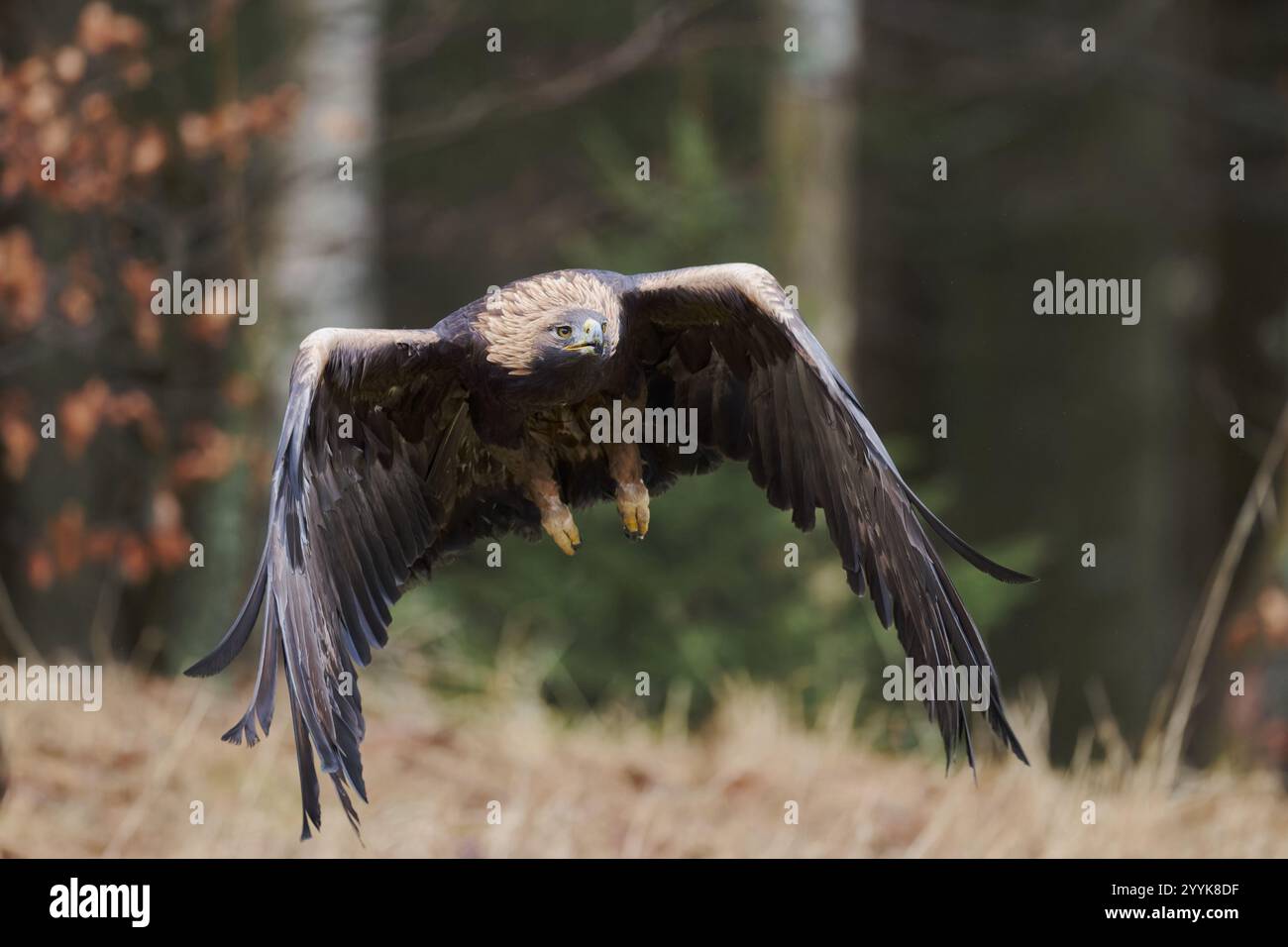 Golden eagle in flight (Aquila chrysaetos) Bavaria, Germany, Europe ...
