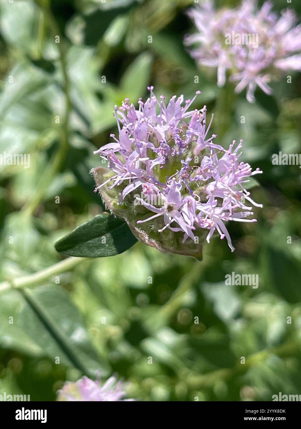 mountain coyote mint (Monardella odoratissima Stock Photo - Alamy