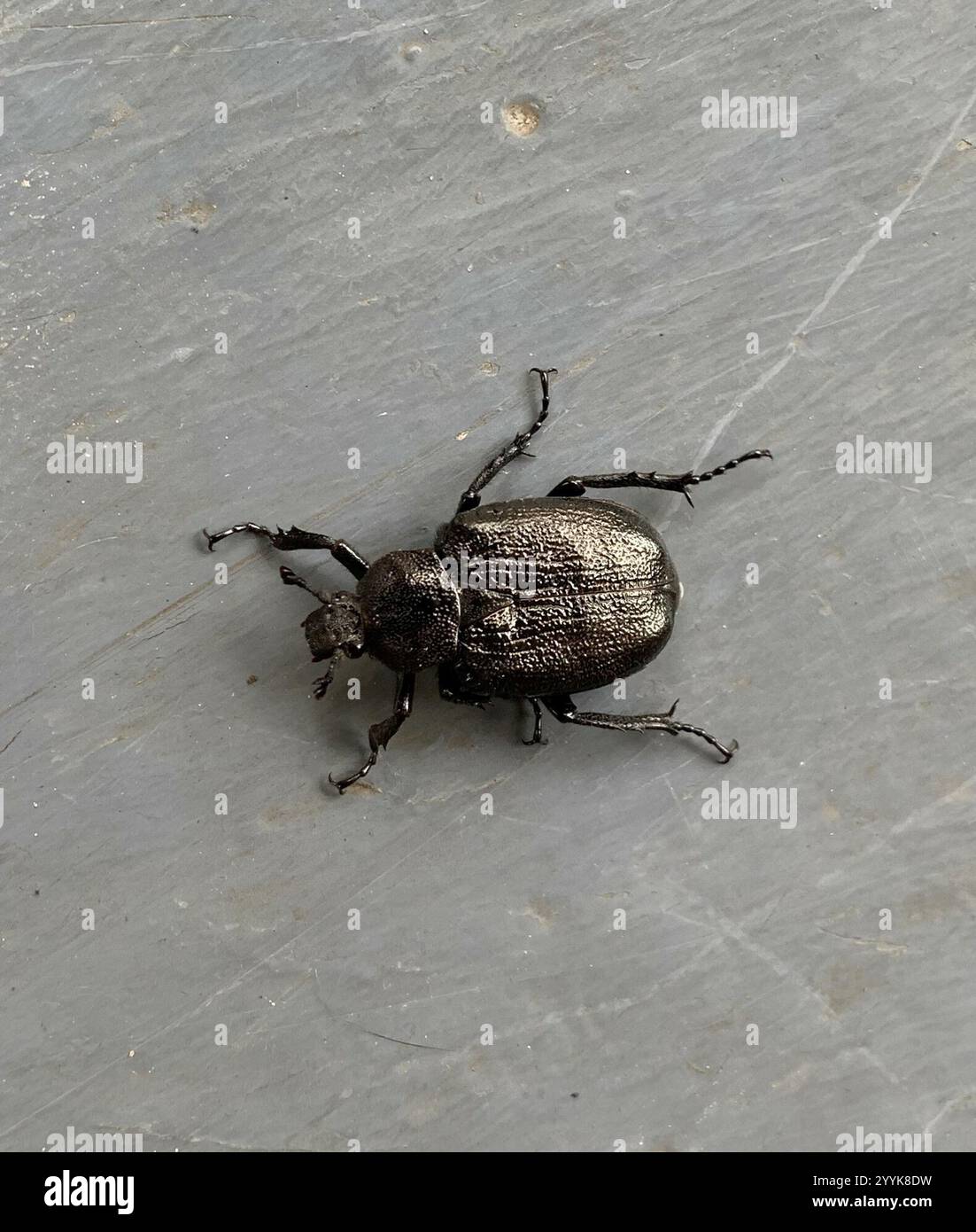 Typical Hermit Beetles (Osmoderma Stock Photo - Alamy