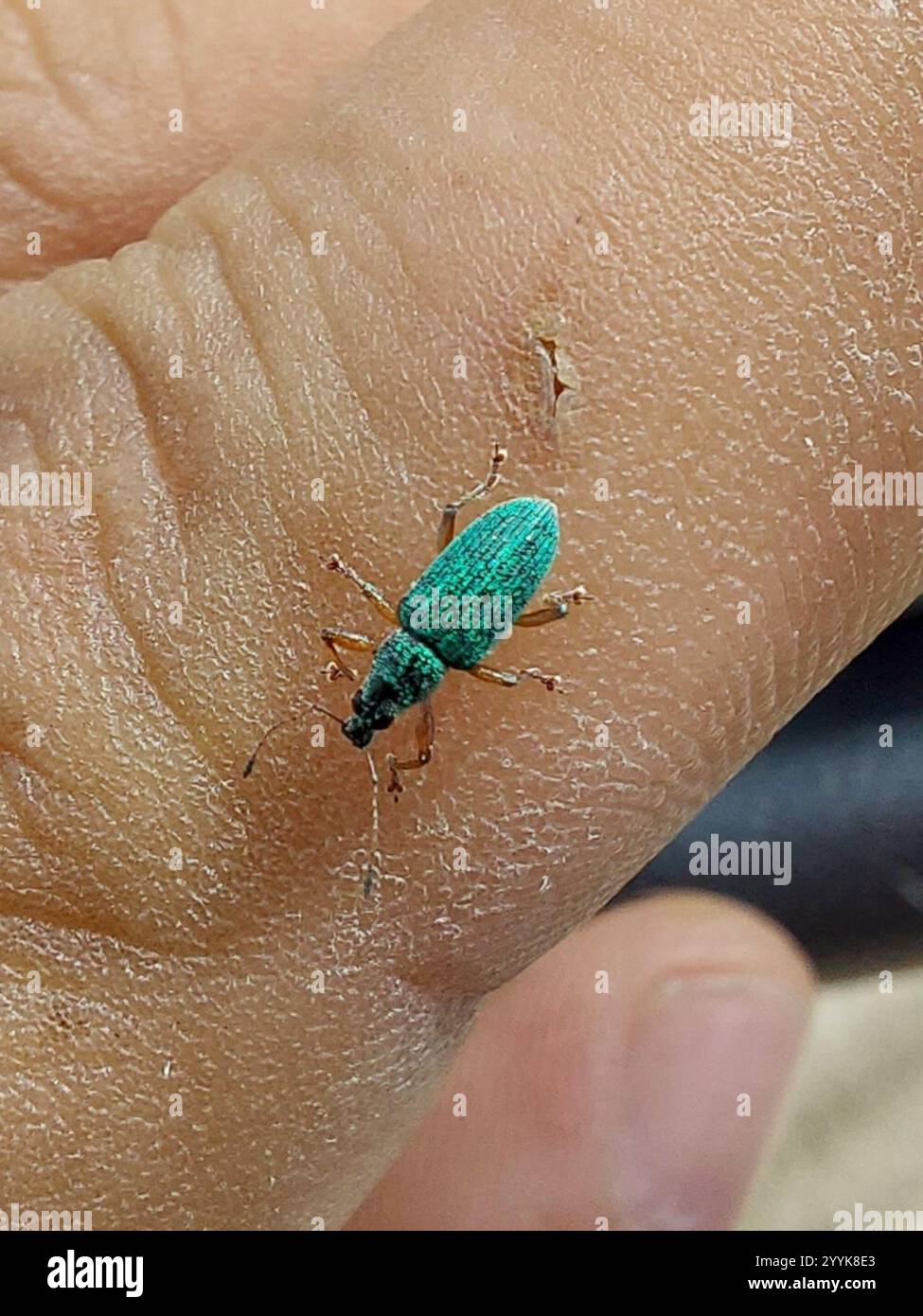 Green Immigrant Leaf Weevil (Polydrusus formosus Stock Photo - Alamy