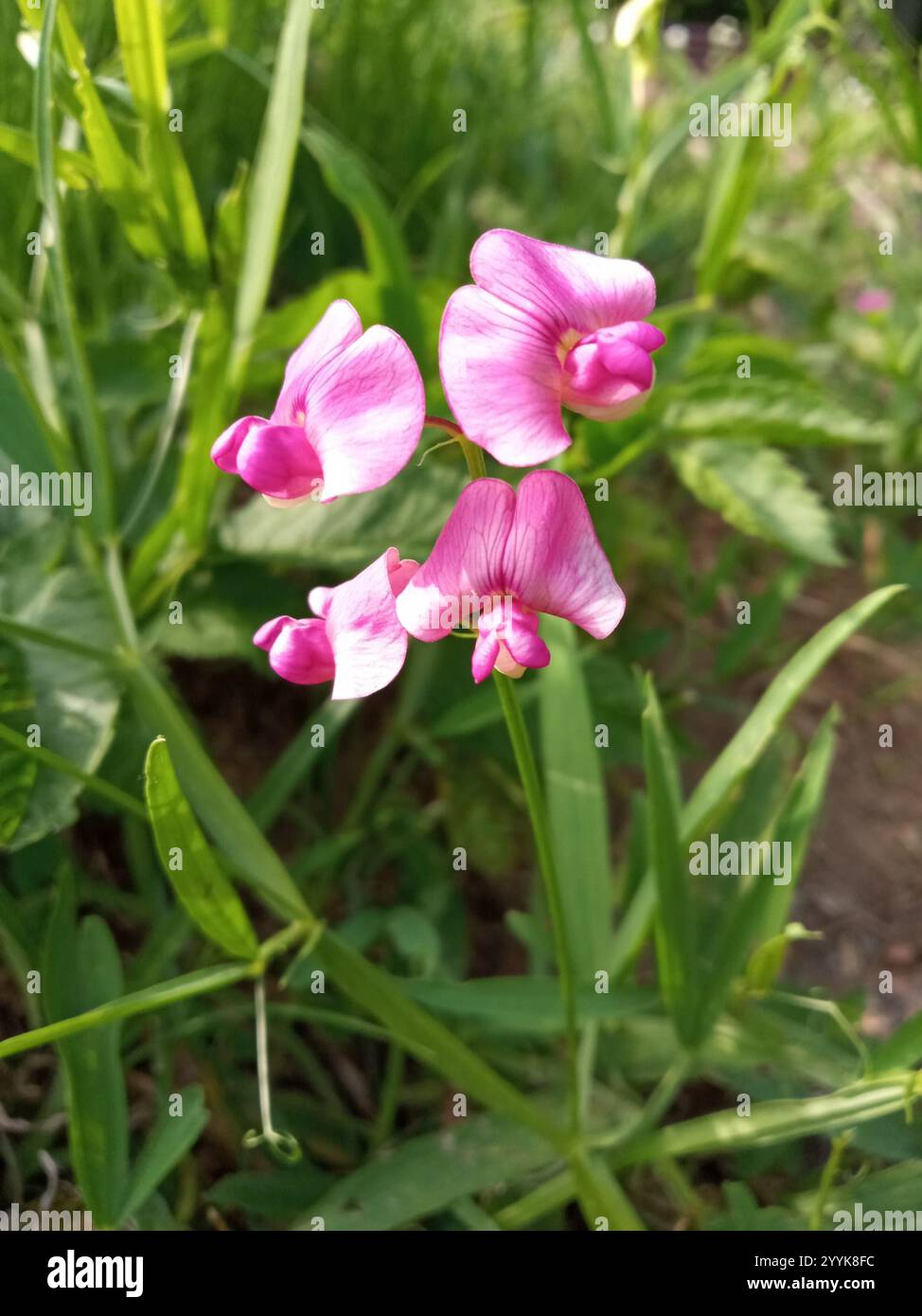 Narrow-leaved Everlasting-pea (Lathyrus sylvestris Stock Photo - Alamy