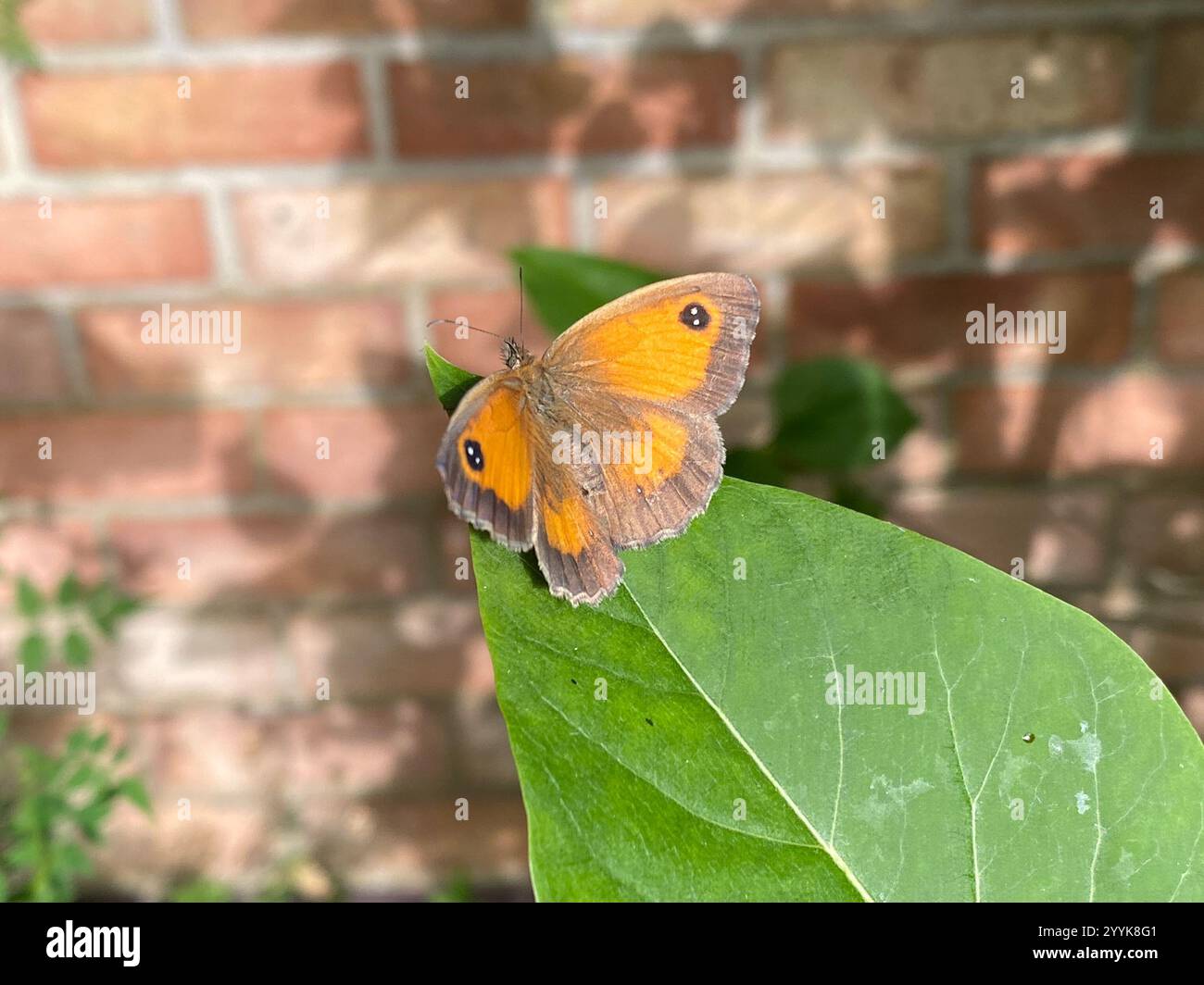 Gatekeeper (Pyronia tithonus Stock Photo - Alamy