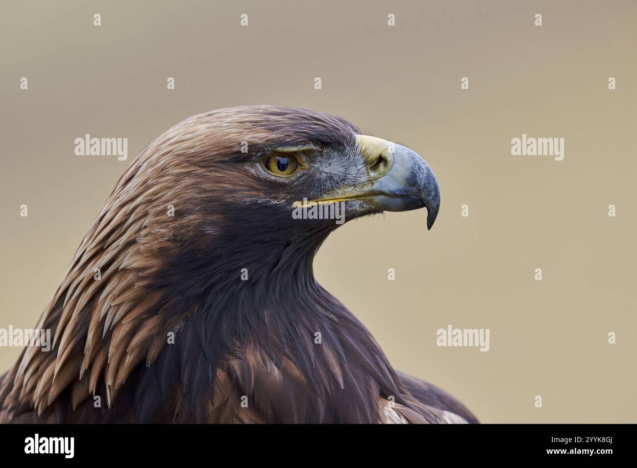 Golden eagle (Aquila chrysaetos) Bavaria, Germany, Europe Stock Photo ...