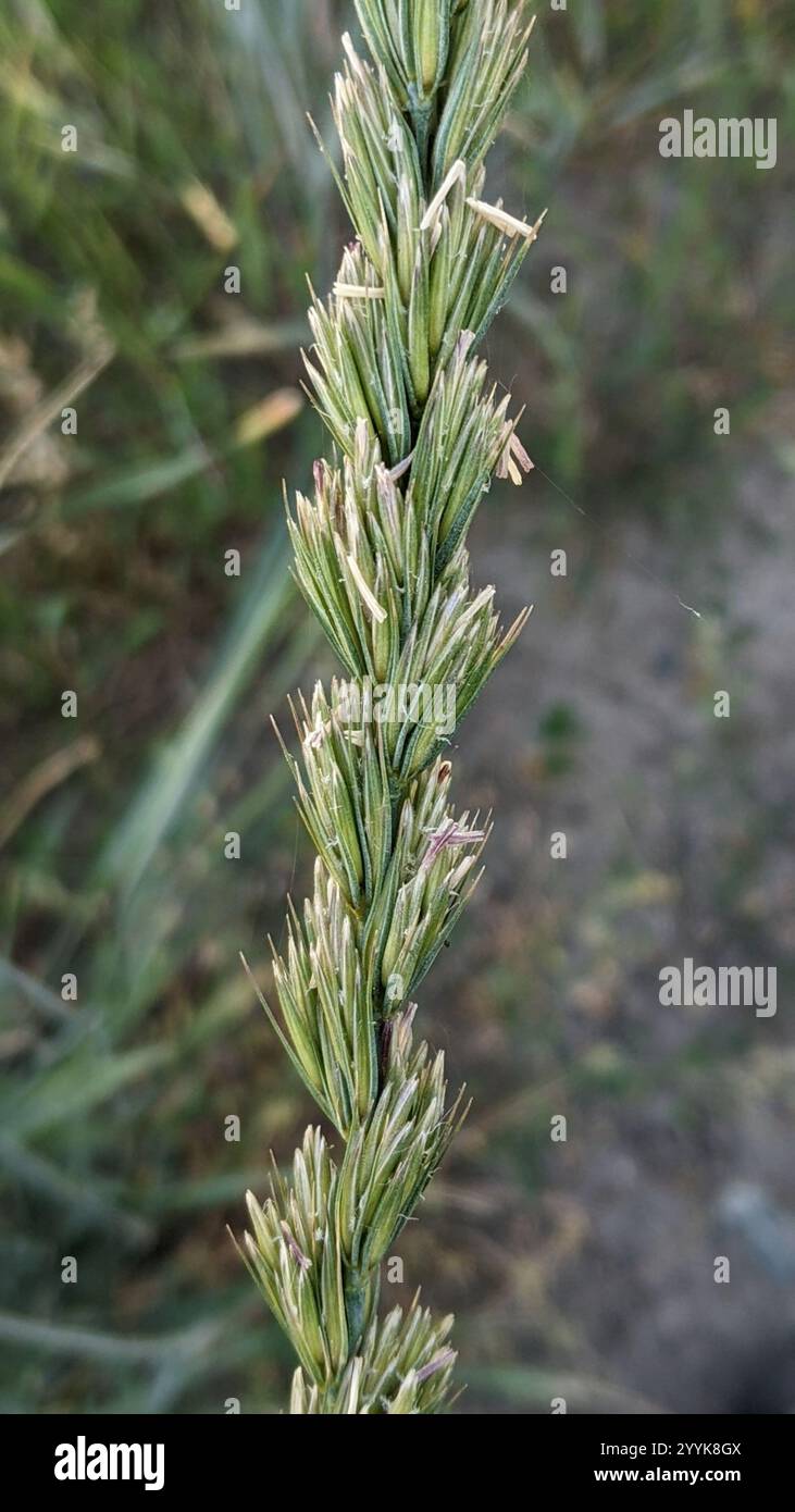 Great Basin Wildrye (Leymus cinereus Stock Photo - Alamy