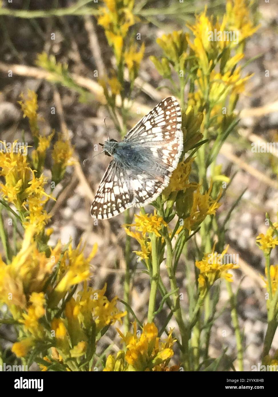 New World Checkered-Skippers (Burnsius Stock Photo - Alamy