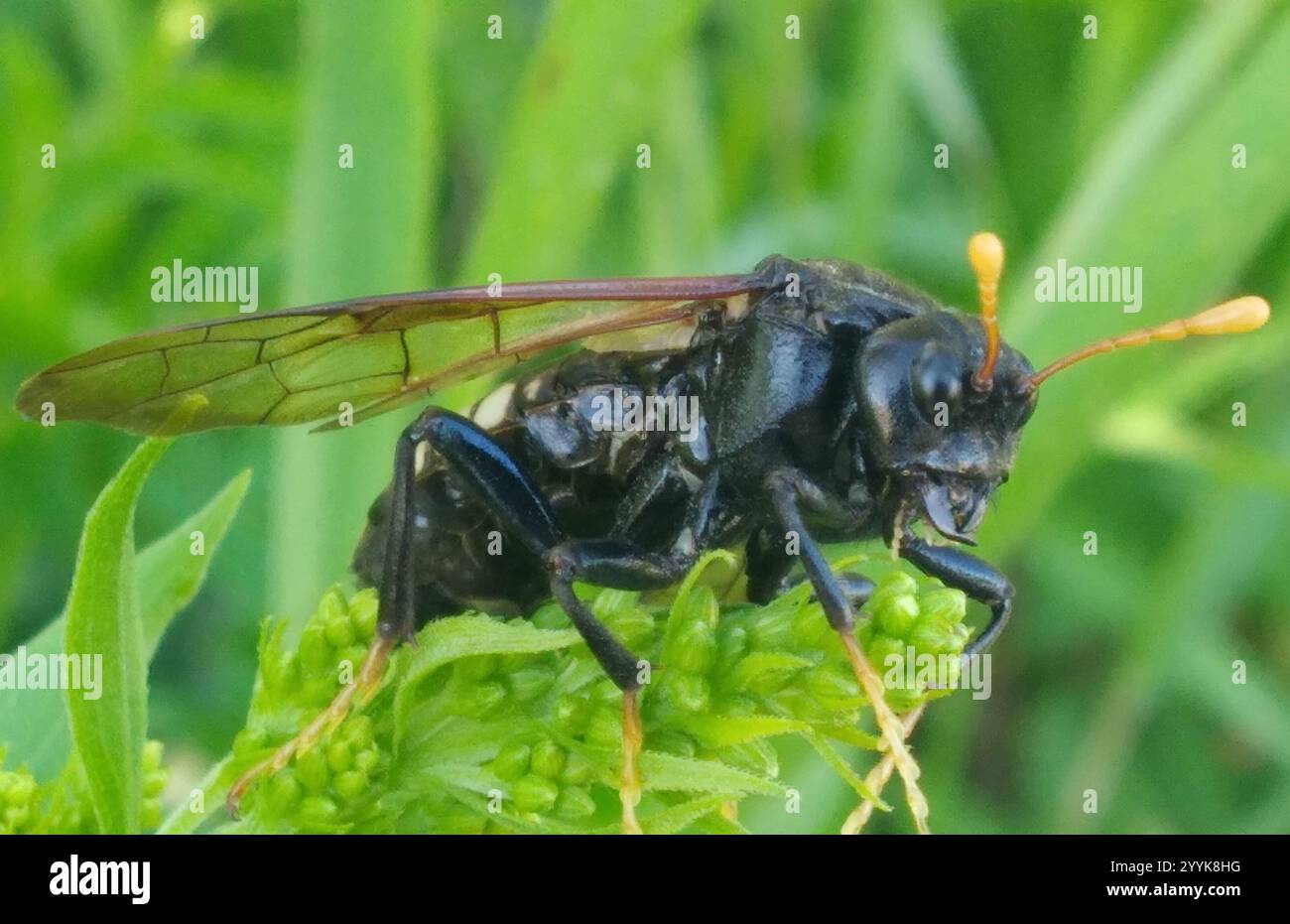 North American Elm Sawfly (Cimbex americanus Stock Photo - Alamy
