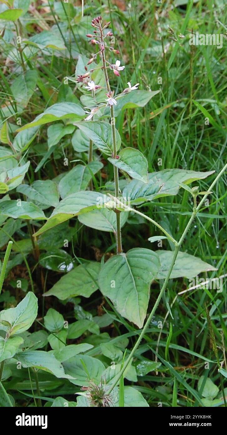 enchanter's-nightshade (Circaea lutetiana Stock Photo - Alamy