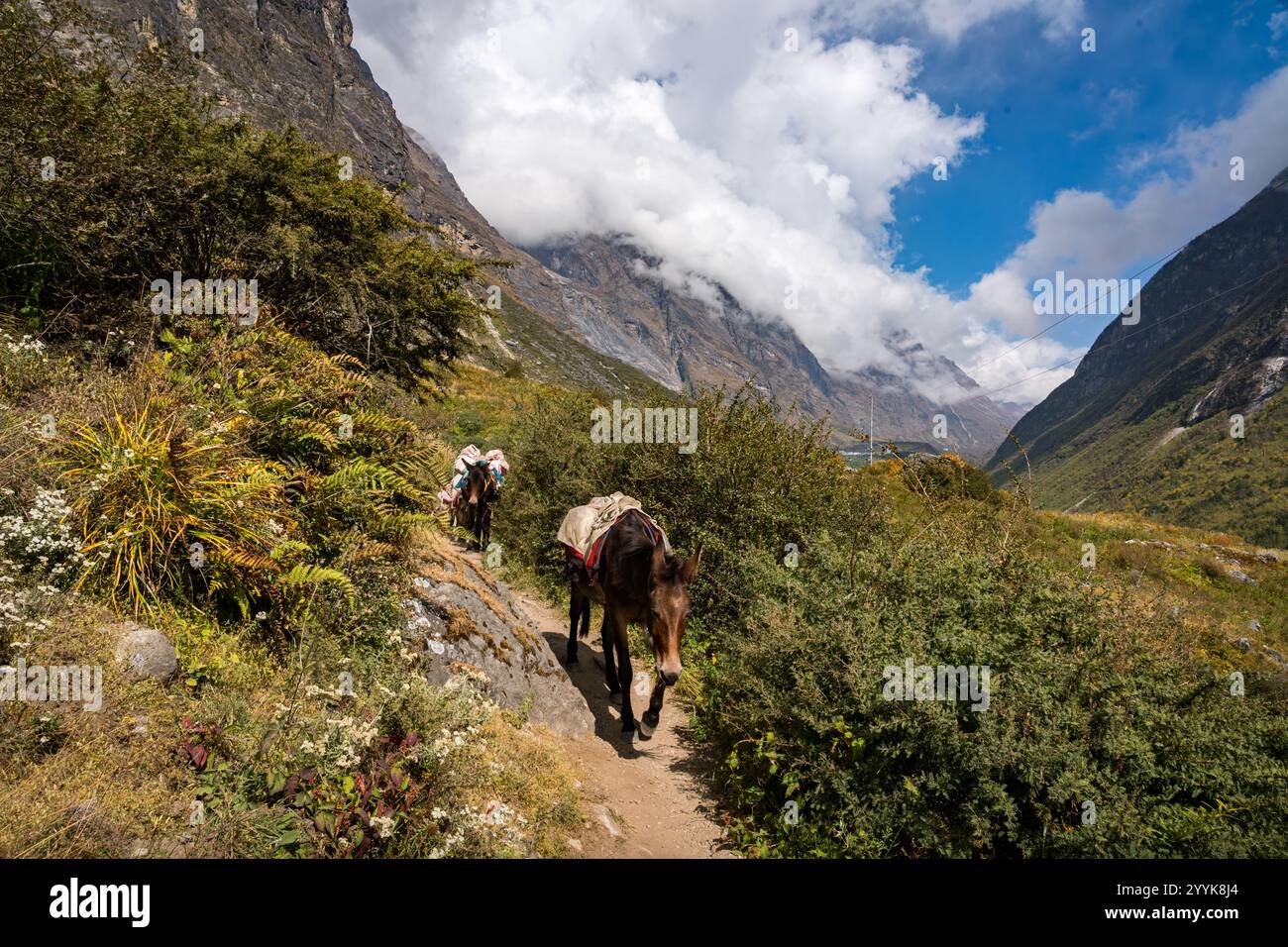 Trekking in Nepal Lama Hotel To Langtang Village in Rasuwa of Nepal ...