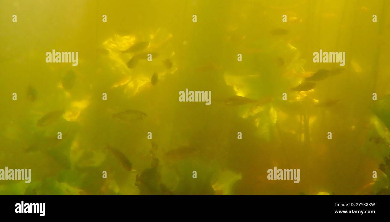 Leuciscinae hi-res stock photography and images - Alamy