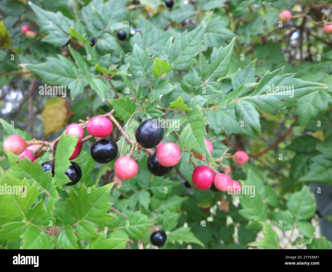 peppervine (Nekemias arborea Stock Photo - Alamy